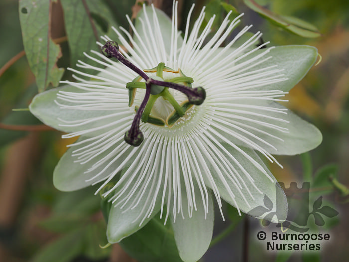Passiflora 'Snow Queen' from Burncoose Nurseries