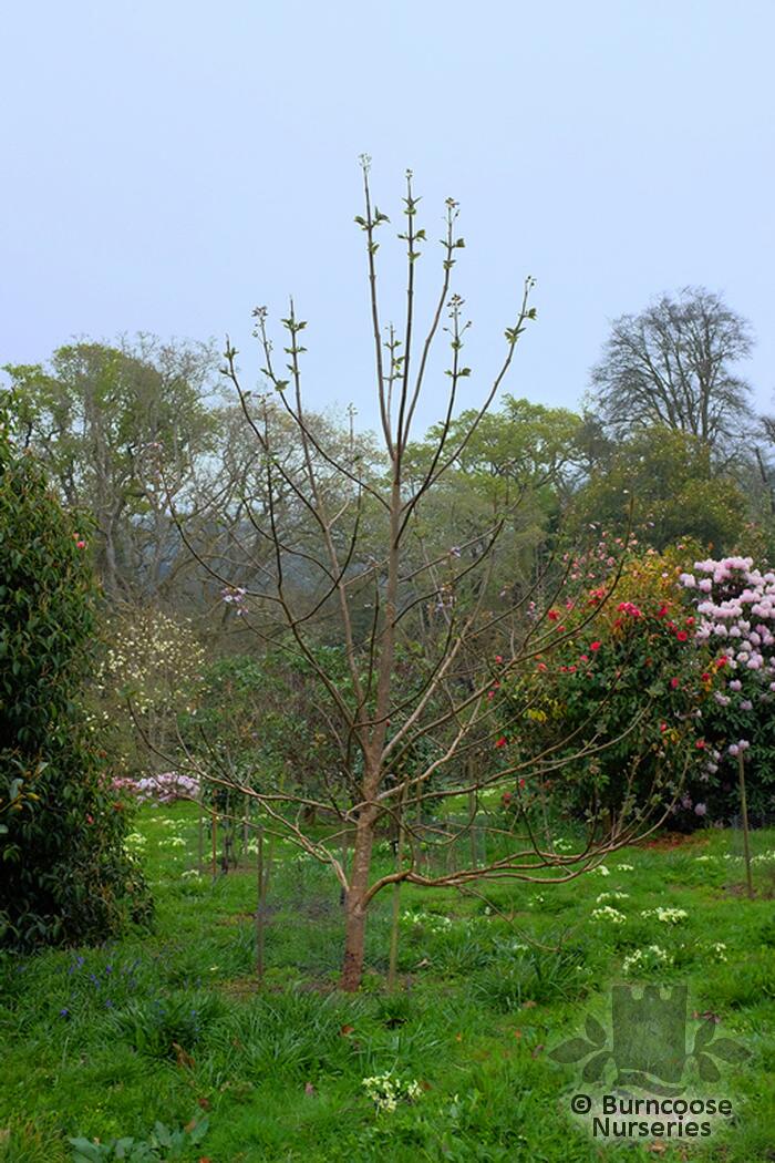 Paulownia Elongata from Burncoose Nurseries