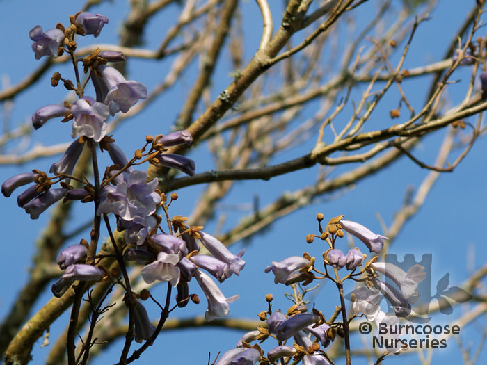 Paulownia from Burncoose Nurseries