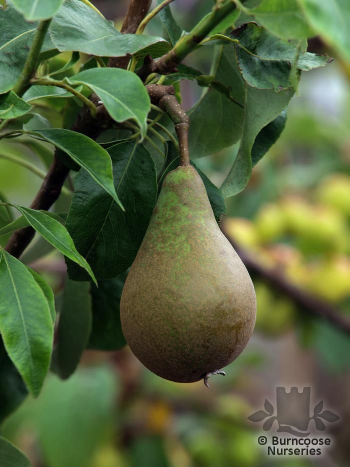 Pears 'Conference' from Burncoose Nurseries
