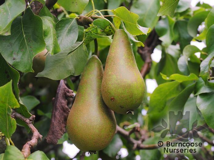 Pears 'Doyenne Du Comice' from Burncoose Nurseries