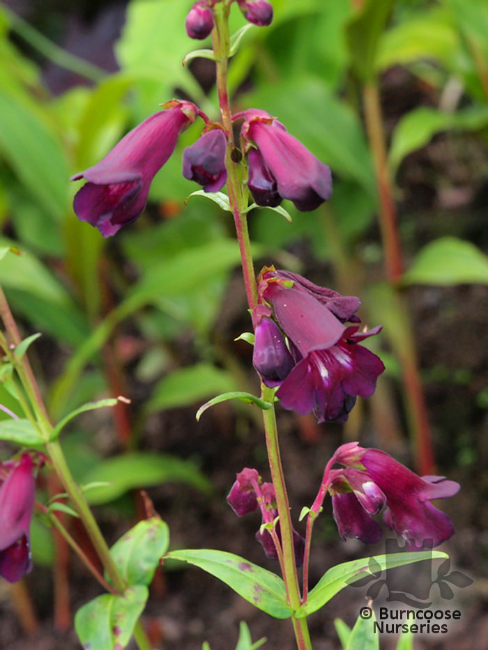 Penstemon 'Blackbird' from Burncoose Nurseries