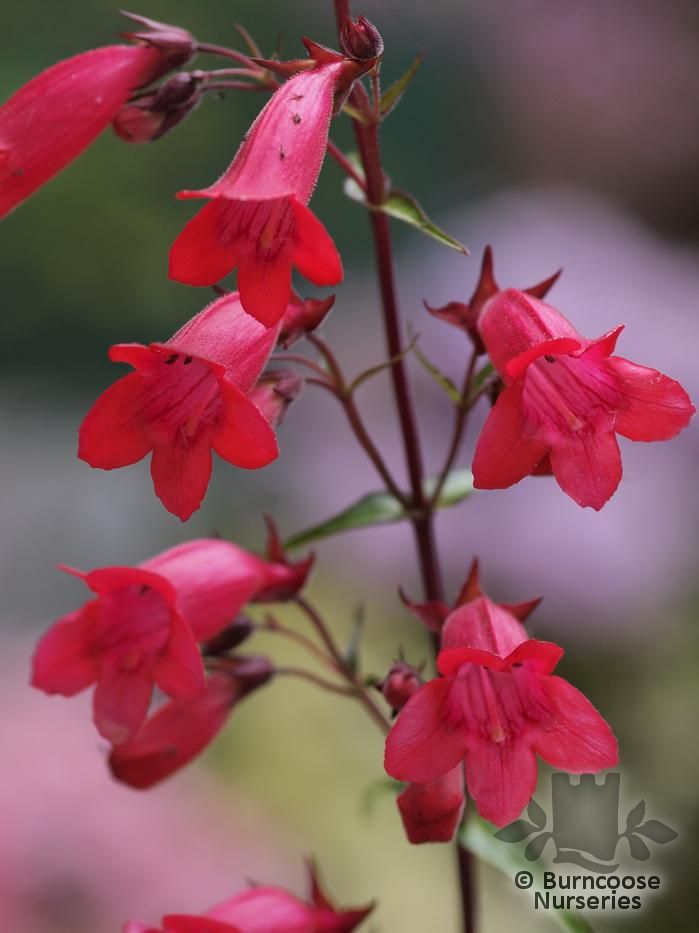 Penstemon 'Firebird' from Burncoose Nurseries