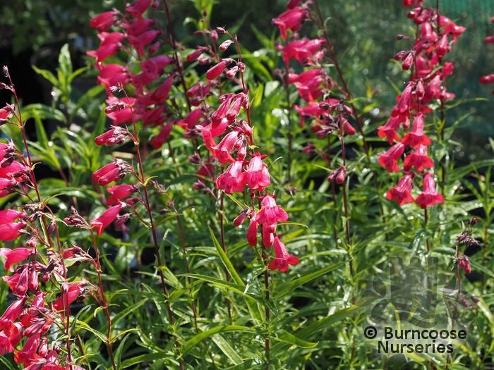 Penstemon 'Firebird' from Burncoose Nurseries
