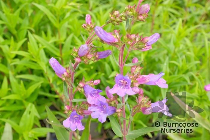 Penstemon 'Heavenly Blue' from Burncoose Nurseries