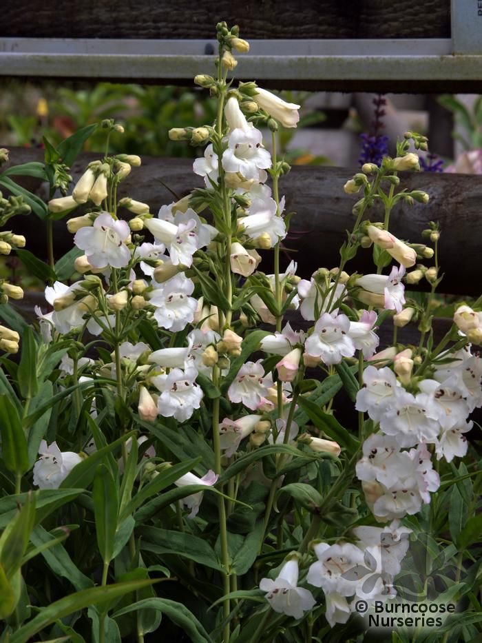 Penstemon 'White Bedder' from Burncoose Nurseries