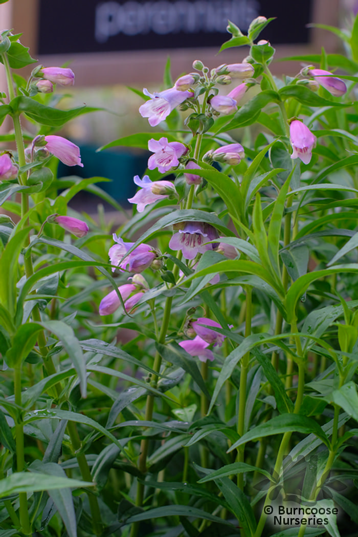 Penstemon 'Sour Grapes' from Burncoose Nurseries