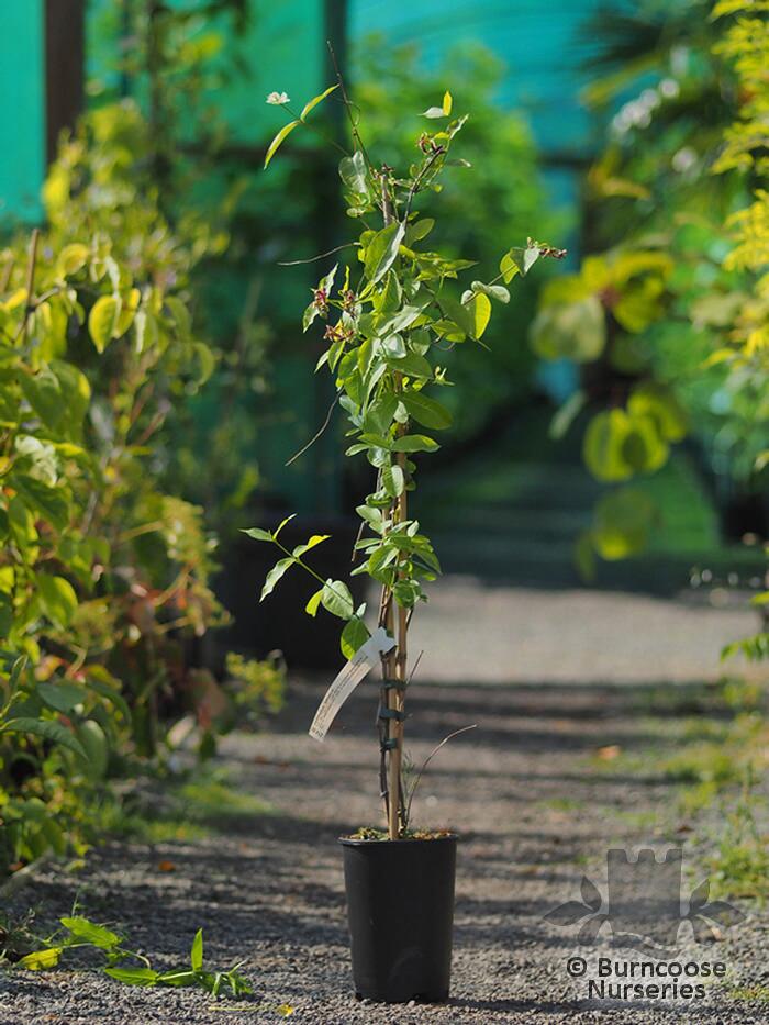 Periploca Graeca from Burncoose Nurseries