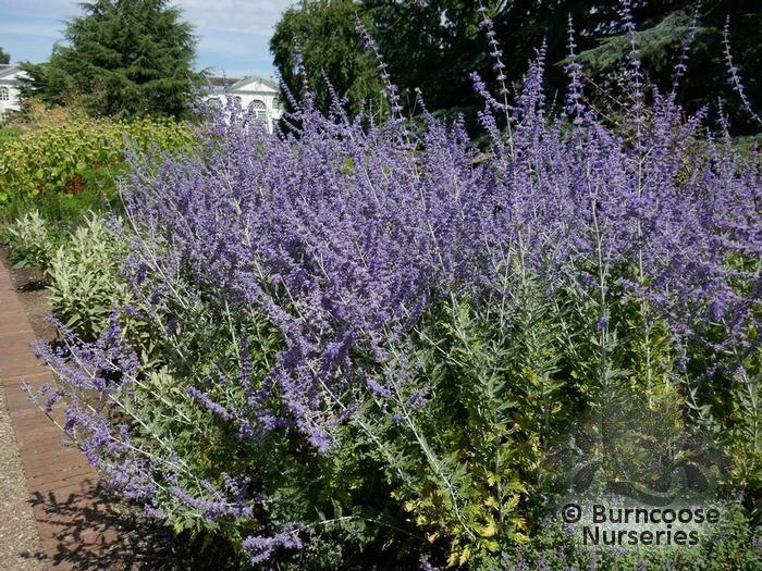 Perovskia Atriplicifolia 'Blue Spire' from Burncoose Nurseries