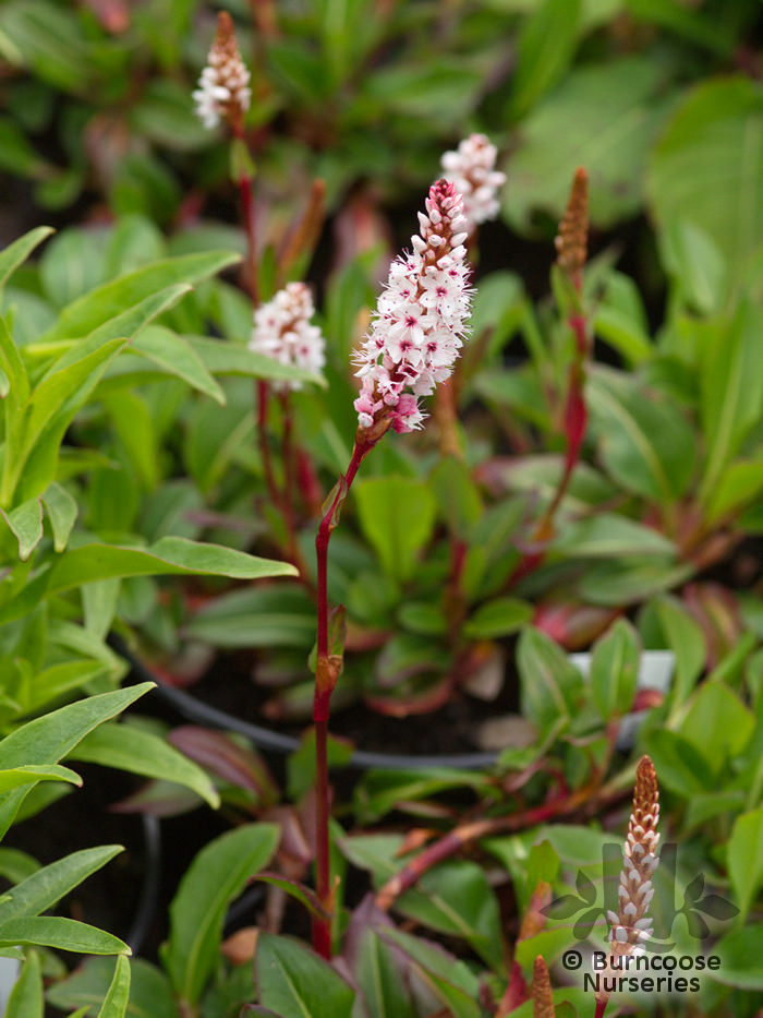Persicaria from Burncoose Nurseries