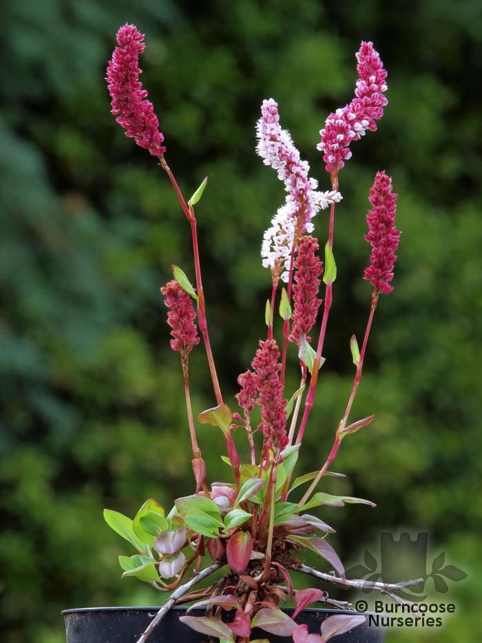 Persicaria from Burncoose Nurseries
