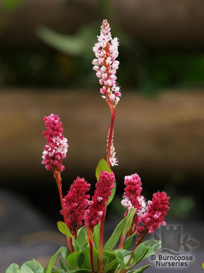 Persicaria Affinis 'Darjeeling Red' from Burncoose Nurseries