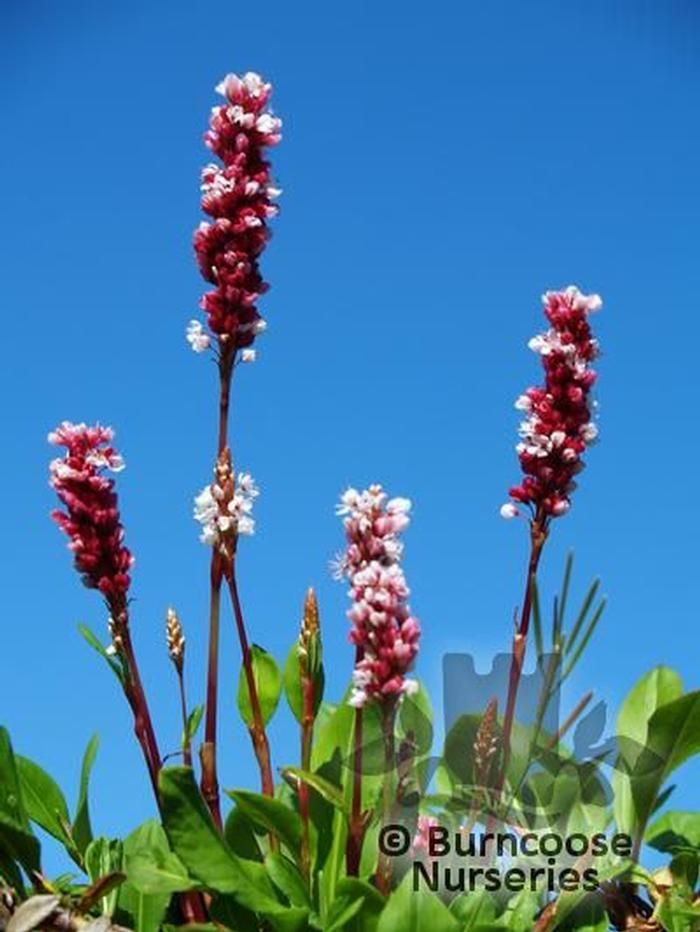 Persicaria Affinis 'Darjeeling Red' from Burncoose Nurseries