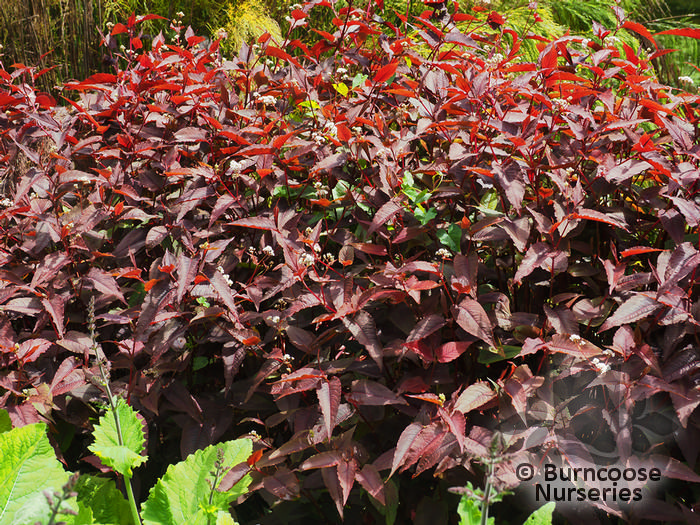 Persicaria Microcephala 'Red Dragon' from Burncoose Nurseries