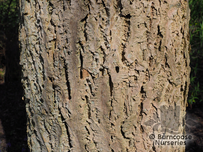 Phellodendron Amurense from Burncoose Nurseries