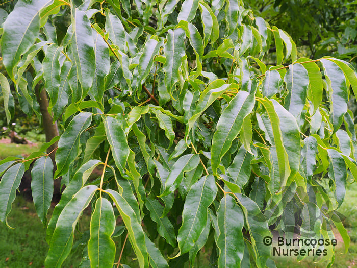 Phellodendron Amurense from Burncoose Nurseries