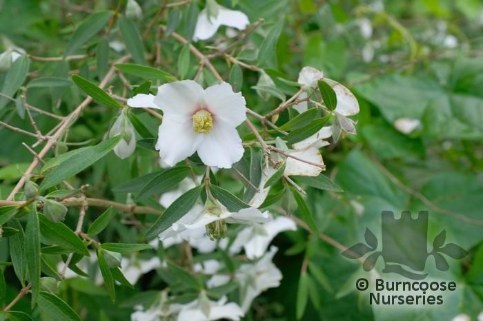 Philadelphus Maculatus 'Sweet Clare' from Burncoose Nurseries