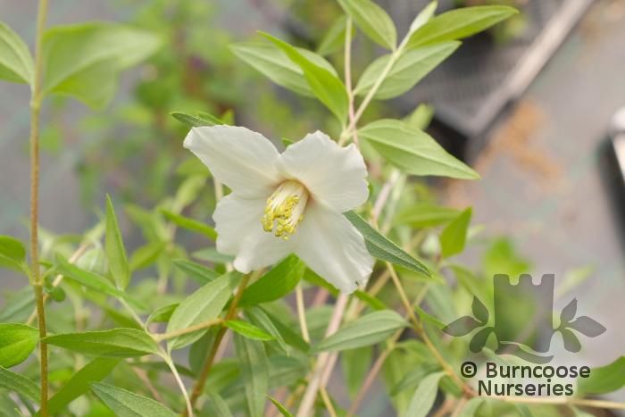 Philadelphus Maculatus 'Sweet Clare' from Burncoose Nurseries