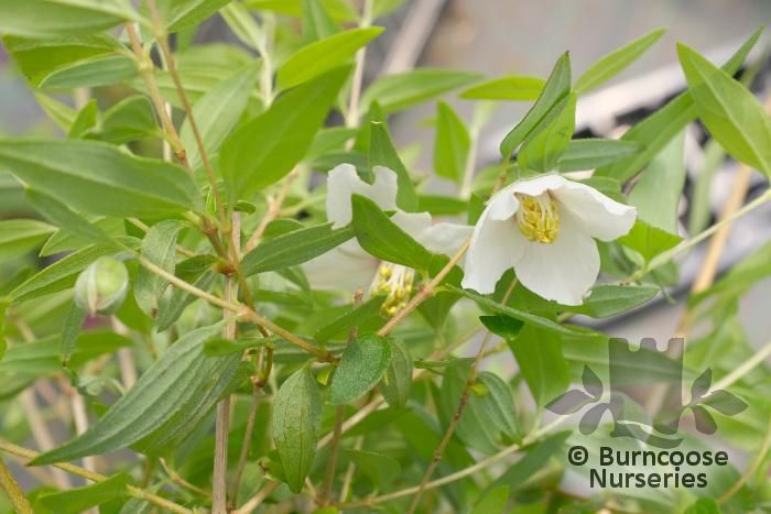 Philadelphus Maculatus 'Sweet Clare' from Burncoose Nurseries