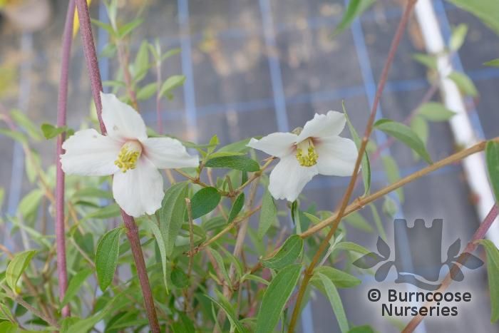 Philadelphus Maculatus 'Sweet Clare' from Burncoose Nurseries