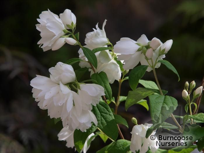 Philadelphus 'Minnesota Snowflake' from Burncoose Nurseries
