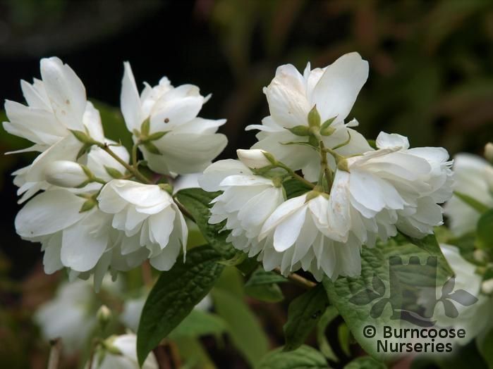 Philadelphus 'Minnesota Snowflake' from Burncoose Nurseries
