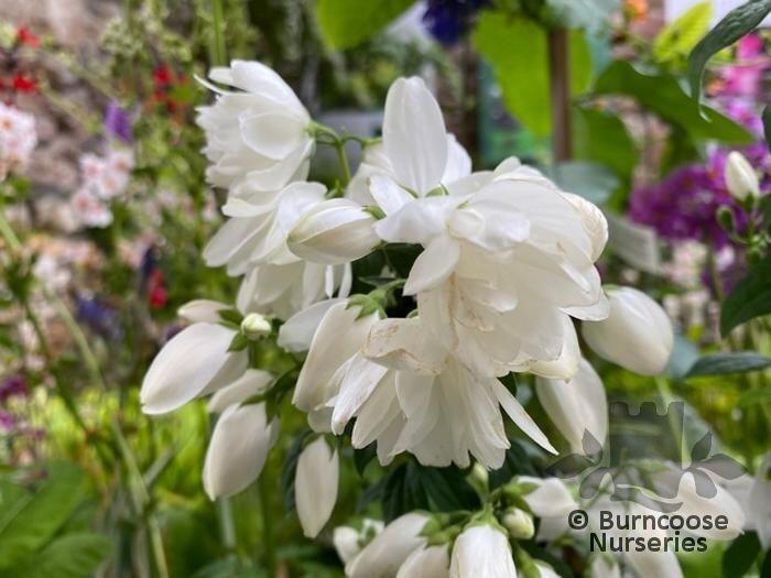 Philadelphus 'Snowbelle' from Burncoose Nurseries