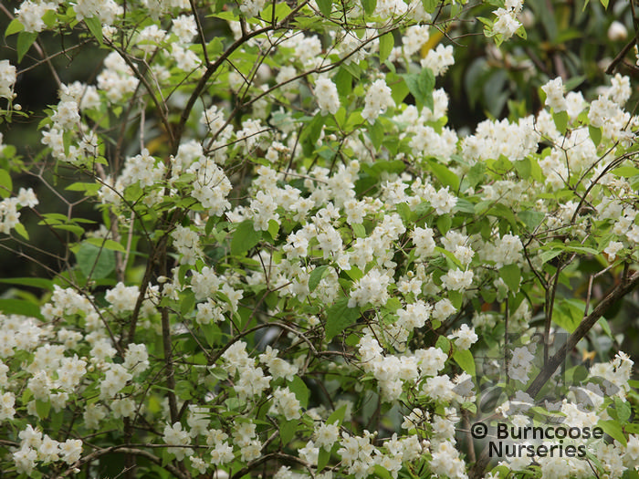Philadelphus 'Starbright' from Burncoose Nurseries