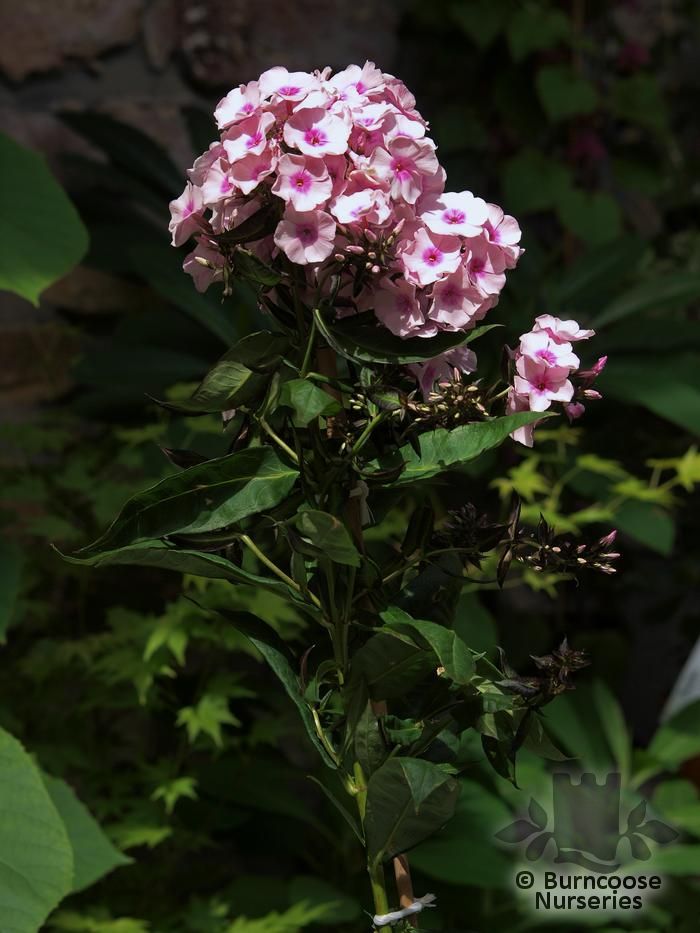 Phlox Paniculata 'Bright Eyes' from Burncoose Nurseries