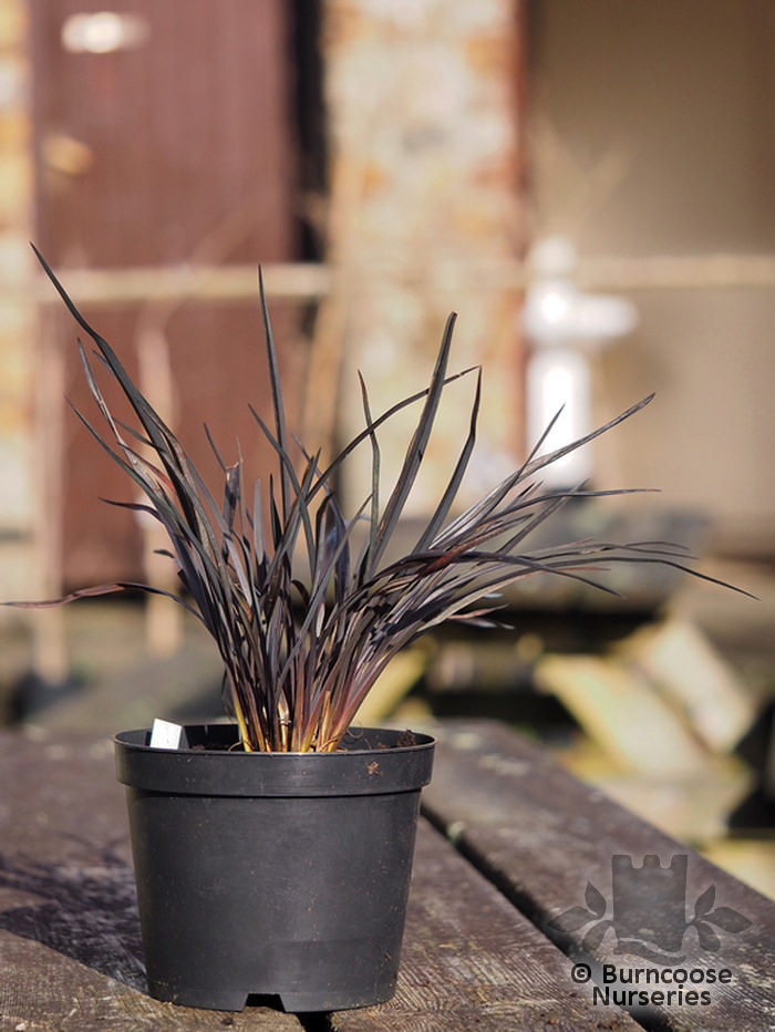 Phormium 'Back In Black' from Burncoose Nurseries