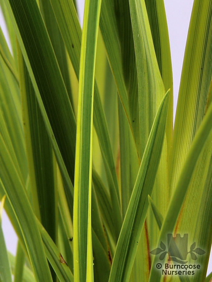 Phormium from Burncoose Nurseries