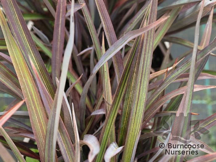 Phormium 'Envy' from Burncoose Nurseries