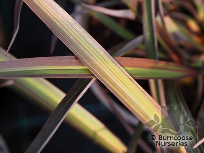 Phormium 'Envy' from Burncoose Nurseries