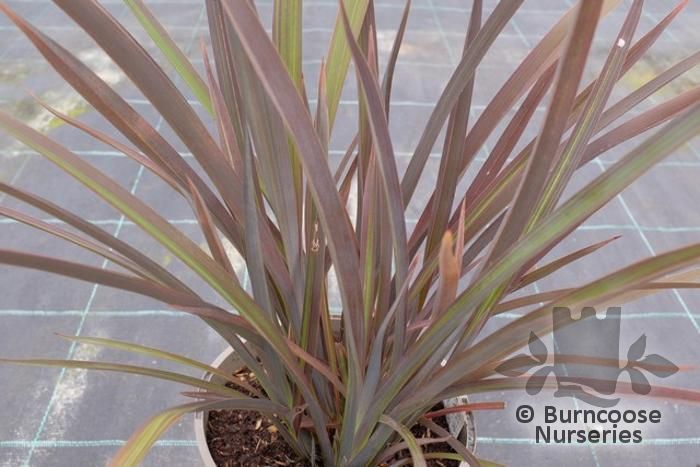 Phormium 'Envy' from Burncoose Nurseries
