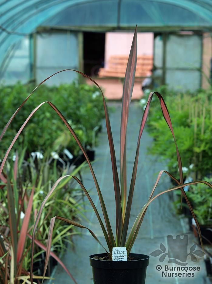 Phormium 'Evening Glow' from Burncoose Nurseries