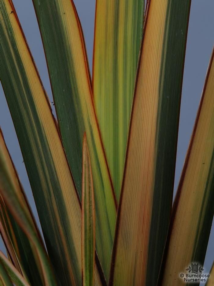 Phormium 'Gold Ray' from Burncoose Nurseries