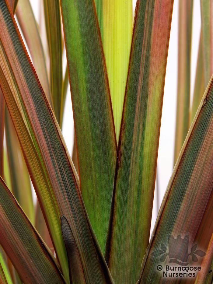 Phormium 'Rainbow Maiden' from Burncoose Nurseries Rainbow Hybrids