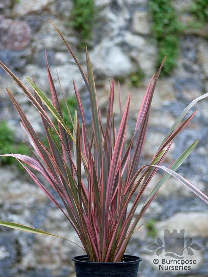 Phormium 'Rainbow Queen' from Burncoose Nurseries Rainbow Hybrids