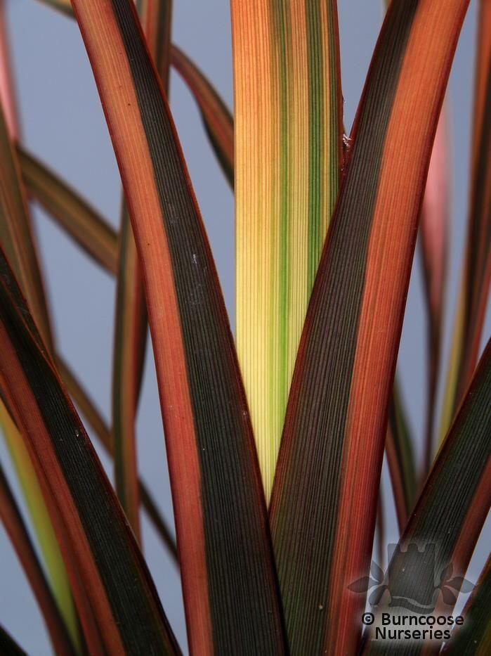 Phormium 'Rainbow Sunrise' from Burncoose Nurseries Rainbow Hybrids