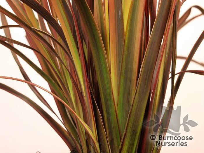 Phormium 'Pink Panther' from Burncoose Nurseries
