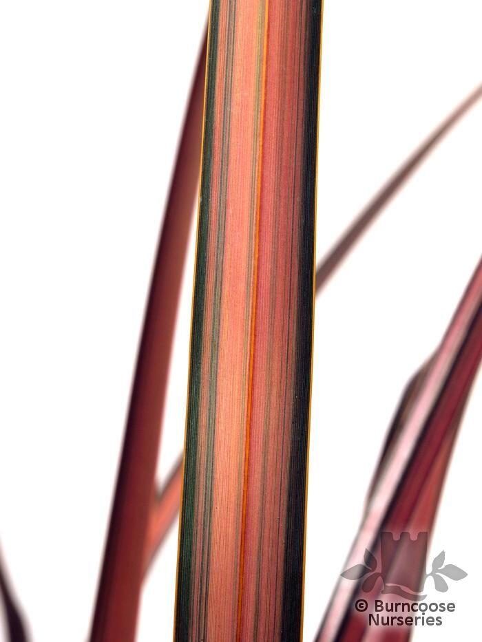 Phormium 'Pink Panther' from Burncoose Nurseries