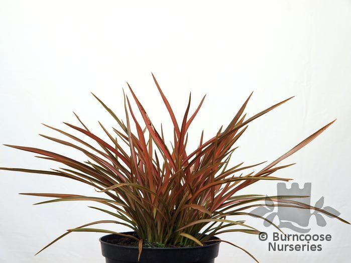 Phormium from Burncoose Nurseries