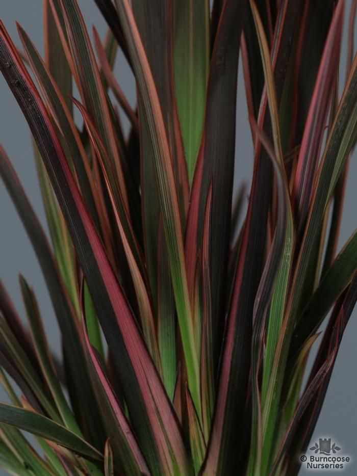Phormium 'Sundowner' from Burncoose Nurseries