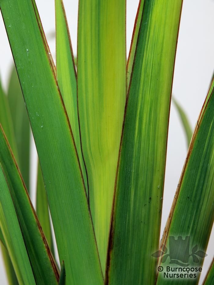 Phormium 'Yellow Wave' from Burncoose Nurseries