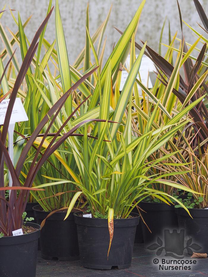 Phormium 'Yellow Wave' from Burncoose Nurseries