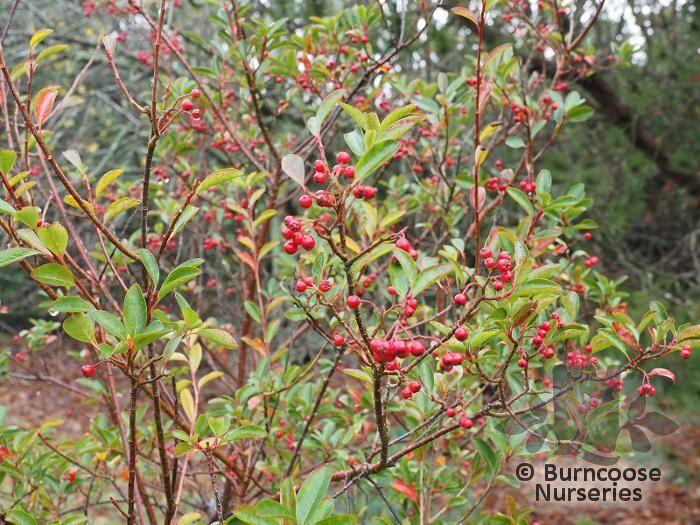 Photinia Microphylla from Burncoose Nurseries