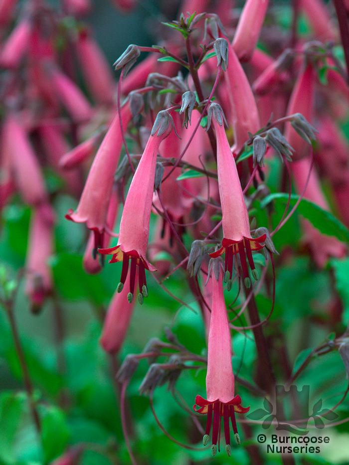 Phygelius from Burncoose Nurseries