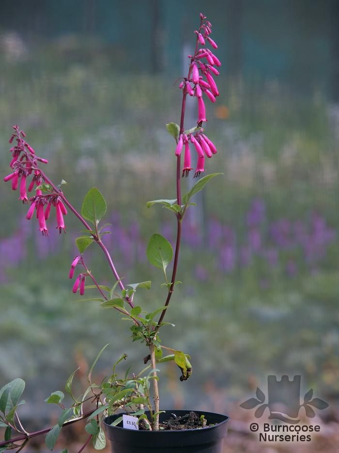 Phygelius X Rectus 'Sensation' from Burncoose Nurseries