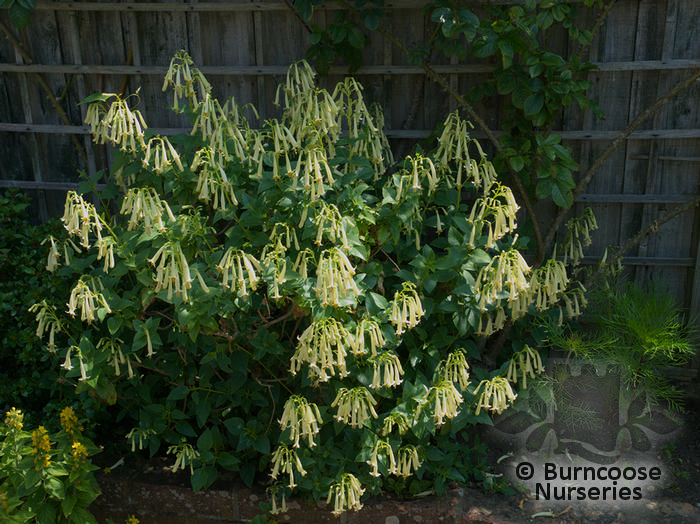 Phygelius from Burncoose Nurseries