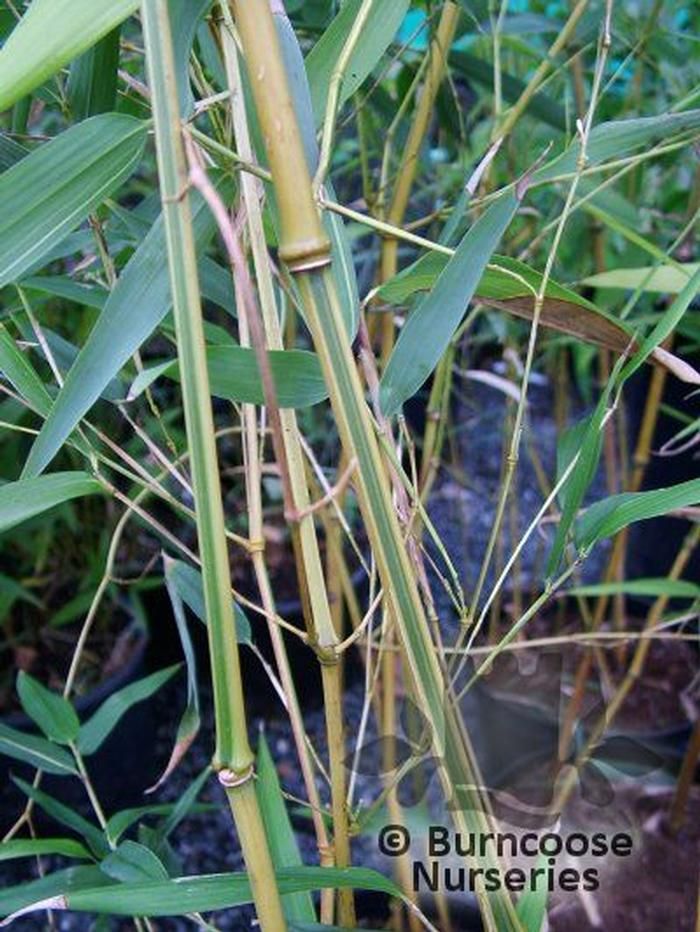 Bamboo Phyllostachys Aureosulcata Spectabilis from Burncoose Nurseries